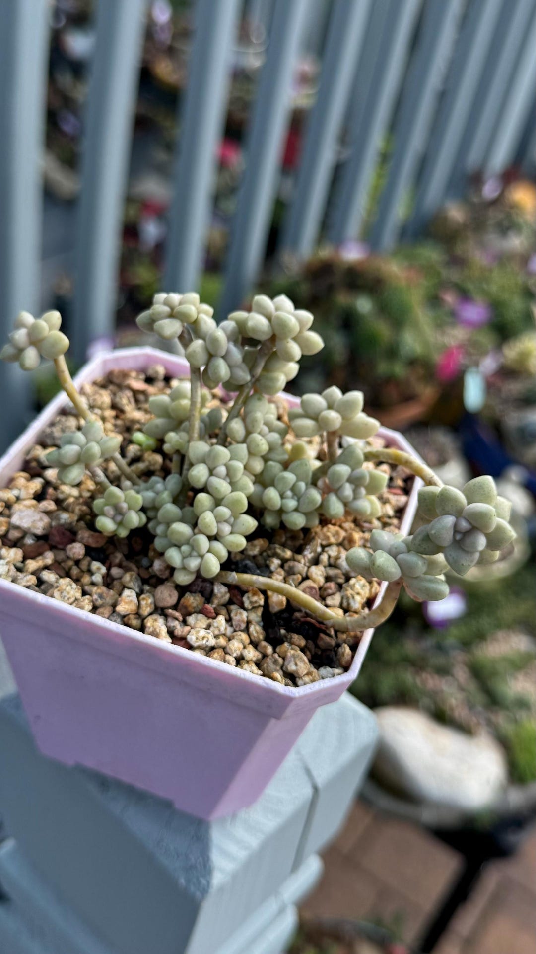 Graptopetalum Ellen Imported From Korea Live Succulent - Etsy
