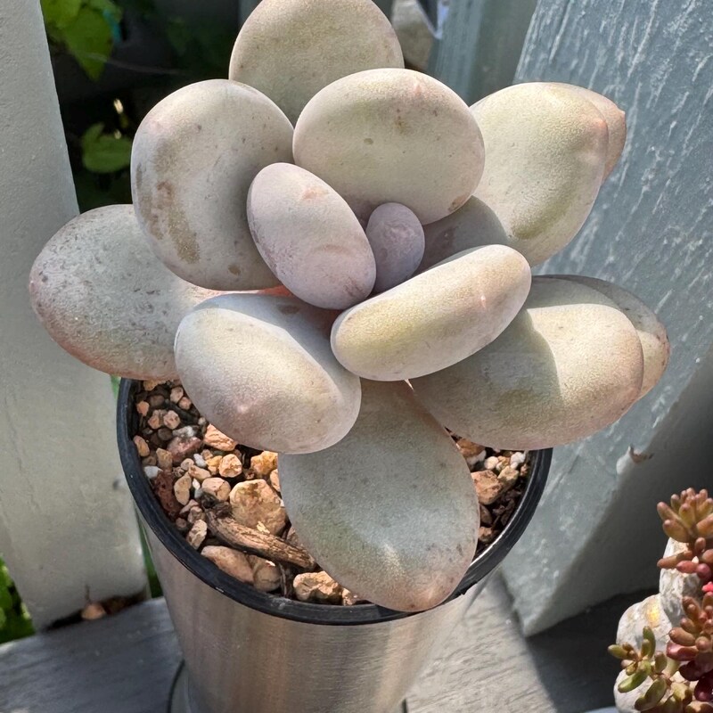 Pachyphytum - Etsy