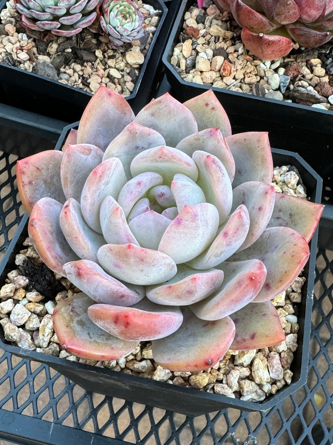 Succulent Echeveria japan Hoshikage Imported From Korea Rare - Etsy