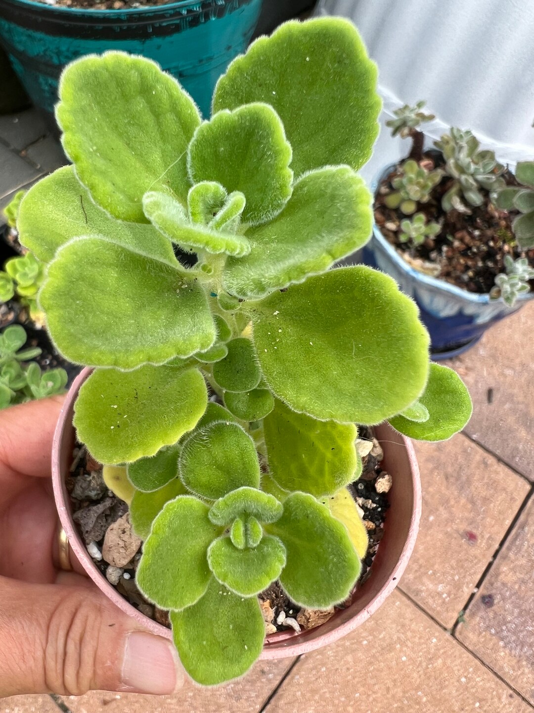 Vicks Plants Rose Herb Plectranthus Tomentosa Multiple Live Plants - Etsy