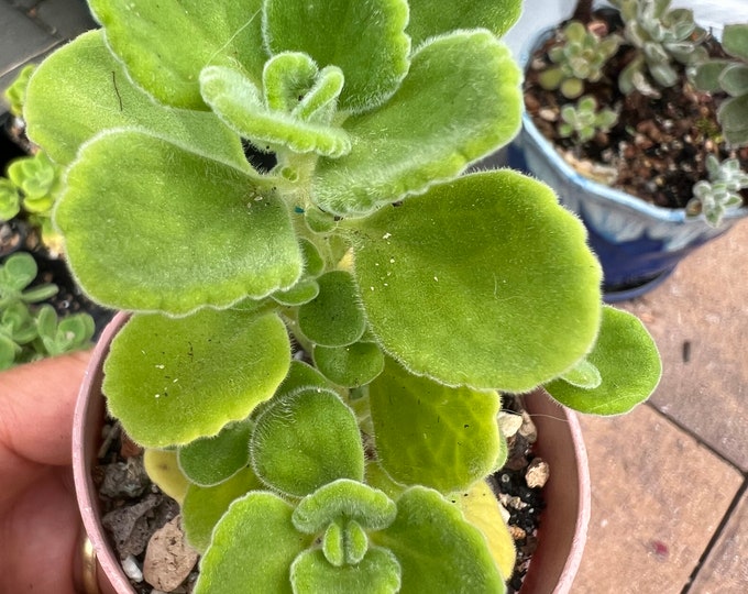 Vicks Plants Rose Herb Plectranthus Tomentosa Multiple Live Plants - Etsy