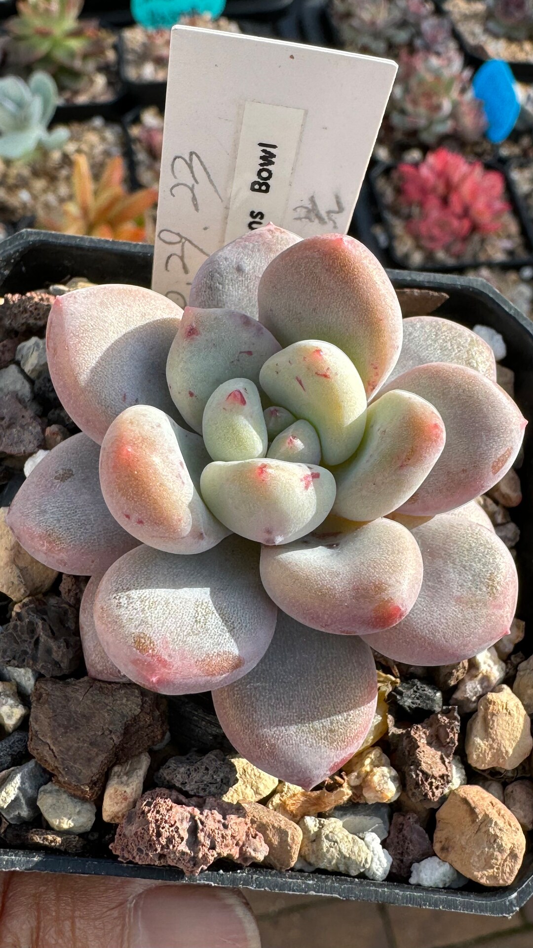 Echeveria Queens Bowl Rare Imported Korea Live Succulent Pot Sz 2.75 - Etsy