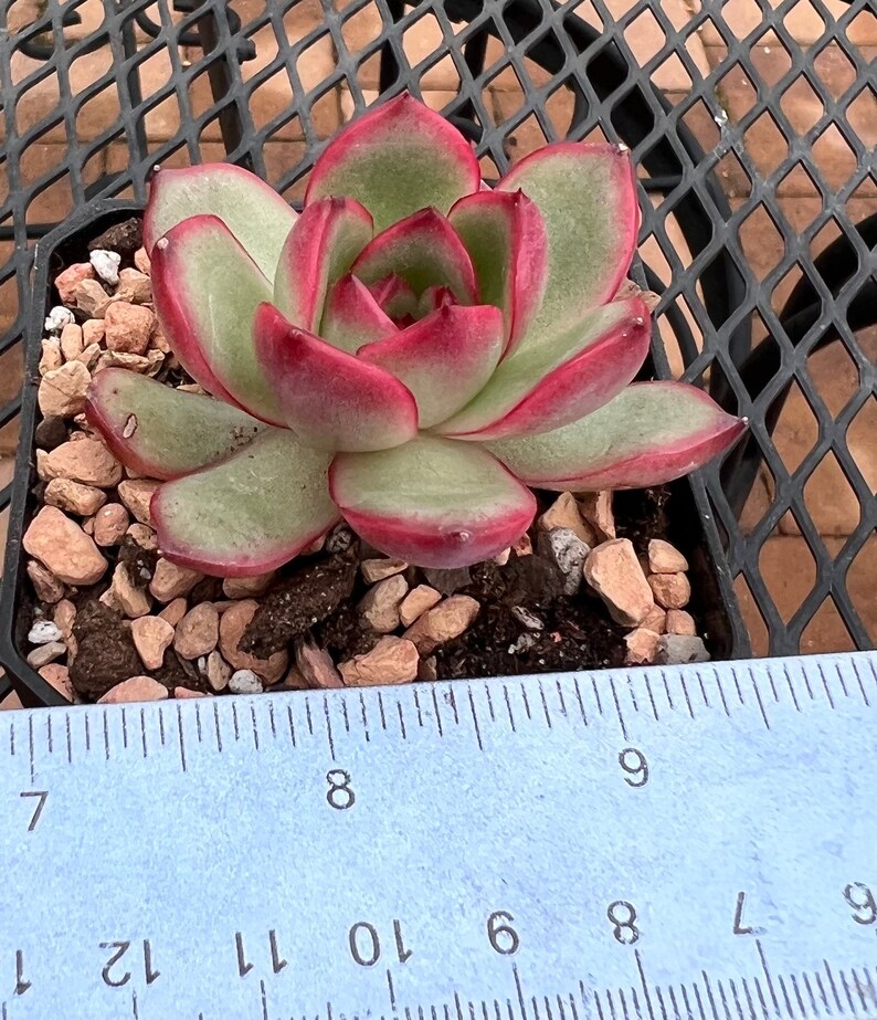 Rare Succulents-Echeveria Lotus x Puli-lindsayana Imported From Korea ...