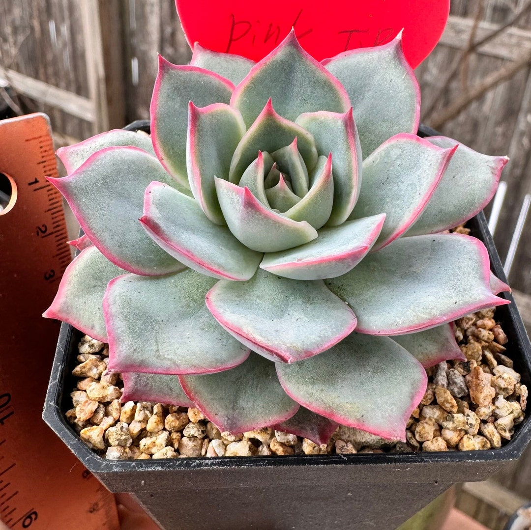 Echeveria pink Tips Live Succulent 2.7 Pot - Etsy