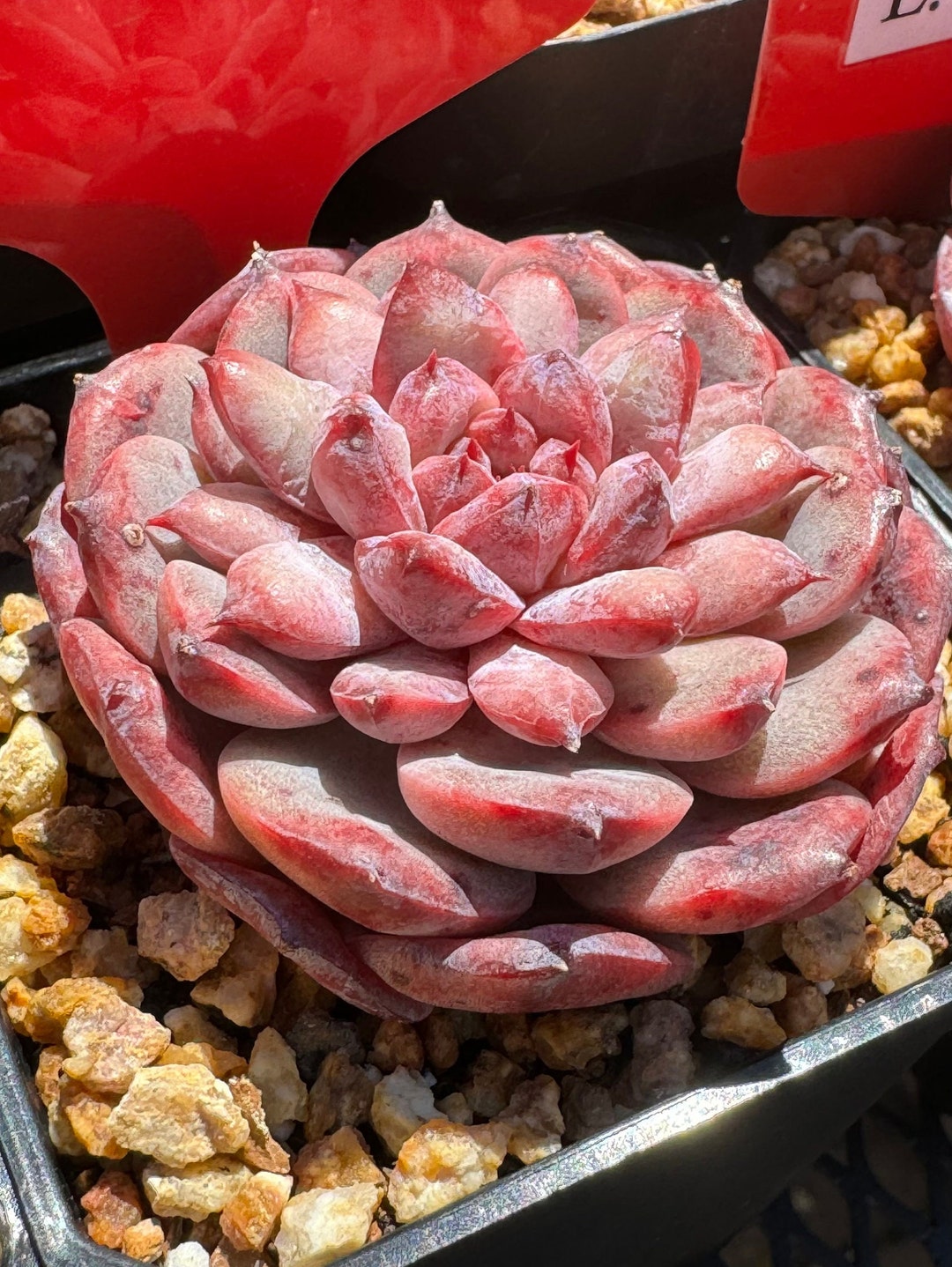 New Arrival Echeveria cherry Shadow Imported Korea Rare Live Succulent ...