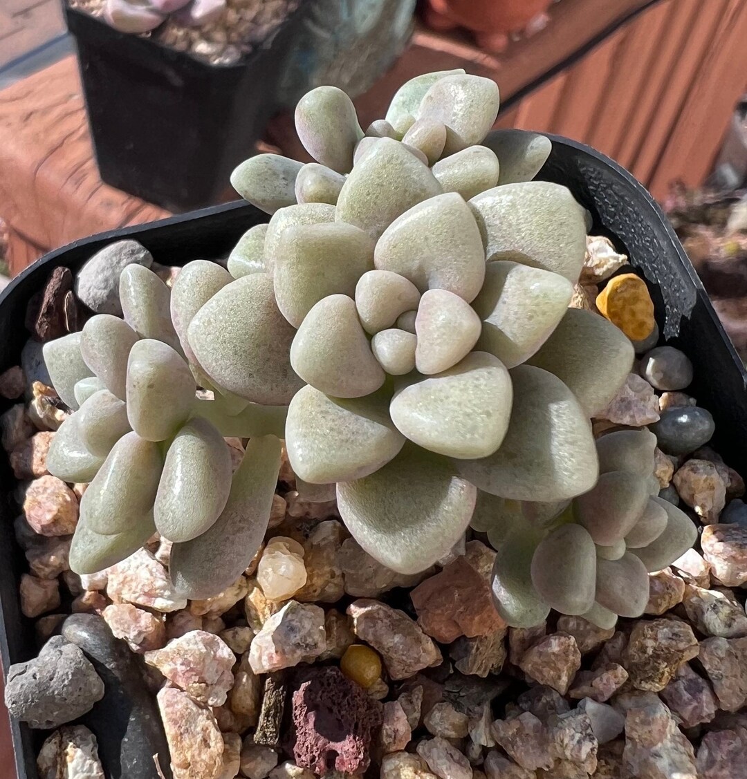Graptopetalum ellen Rare Imported From Korea Live Succulent - Etsy