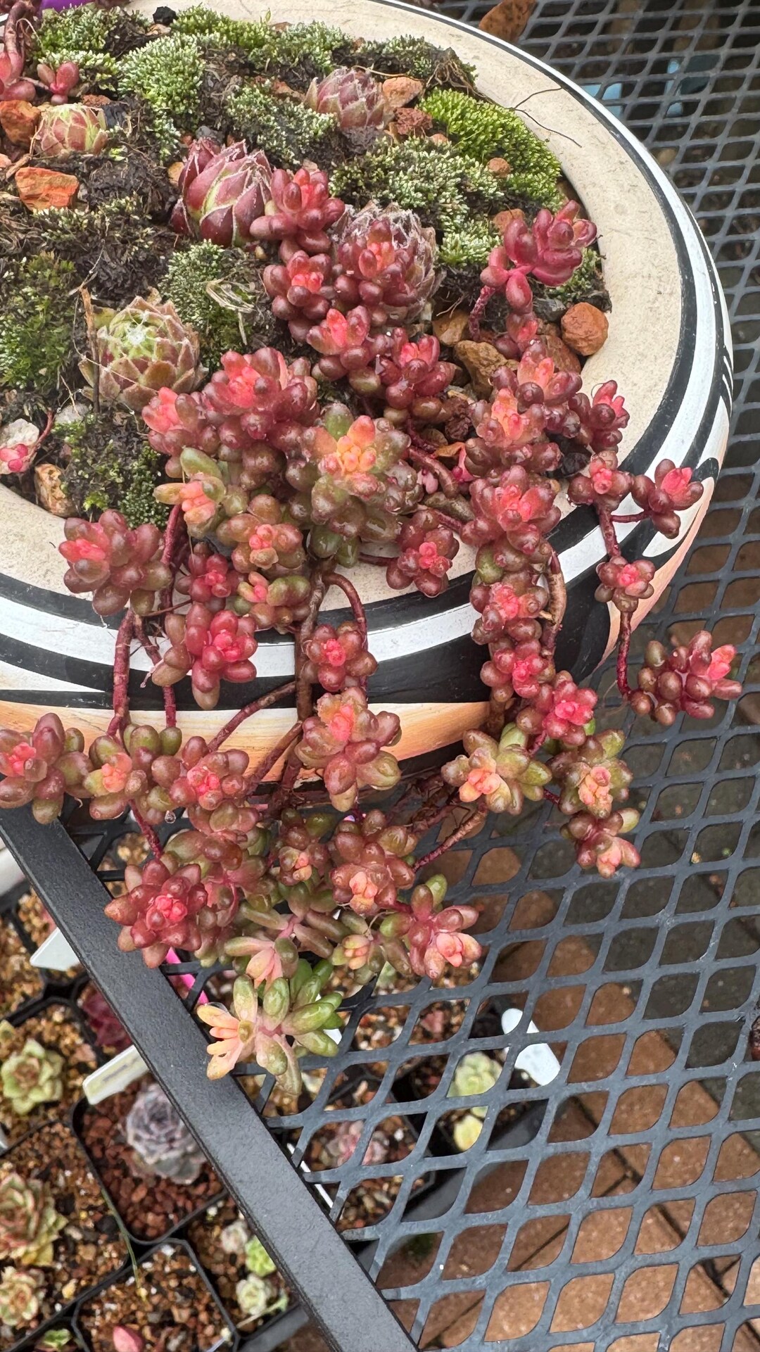 Sedum Album Coral Carpet Stonecrop Hardy Live Succulent Update 4/6/2025 ...