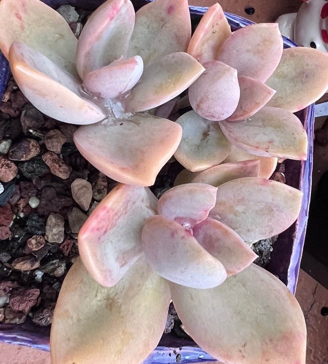 Graptoveria fred Ives Korea Import Live Succulent - Etsy