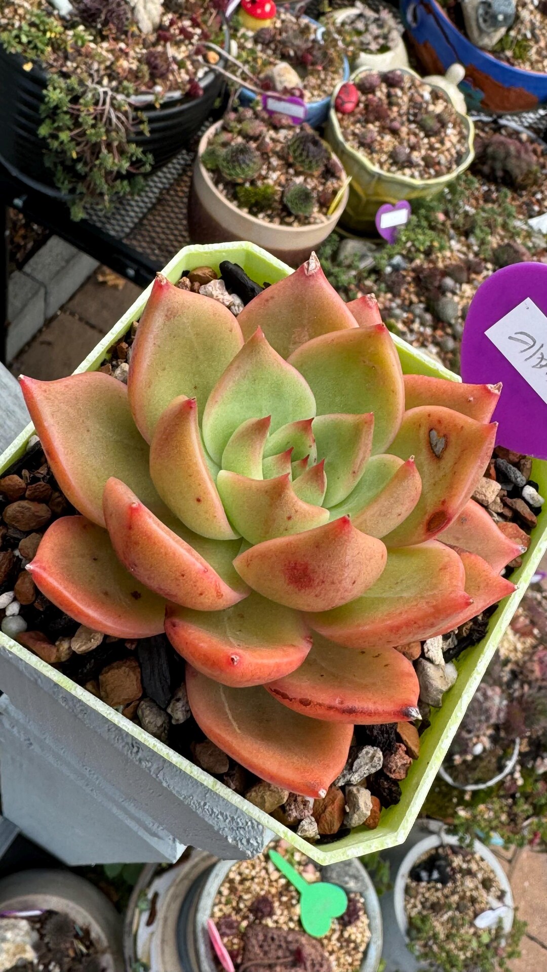 Echeveria Chimera Plain Variegated Rare Live Succulent Pot Sz 3.95 - Etsy