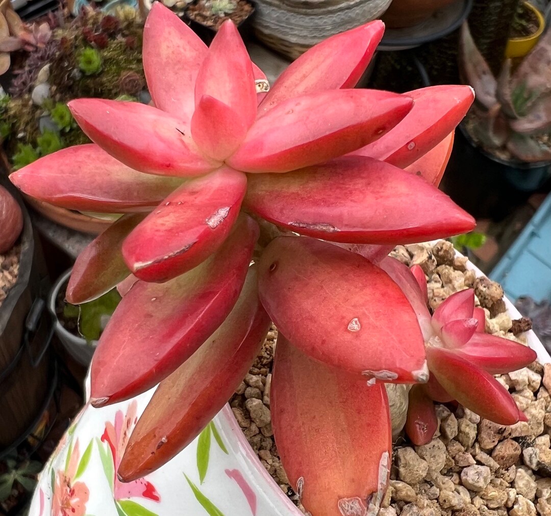 Sedum Orange Flame Succulent Plant Golden Sedum Update Photos - Etsy