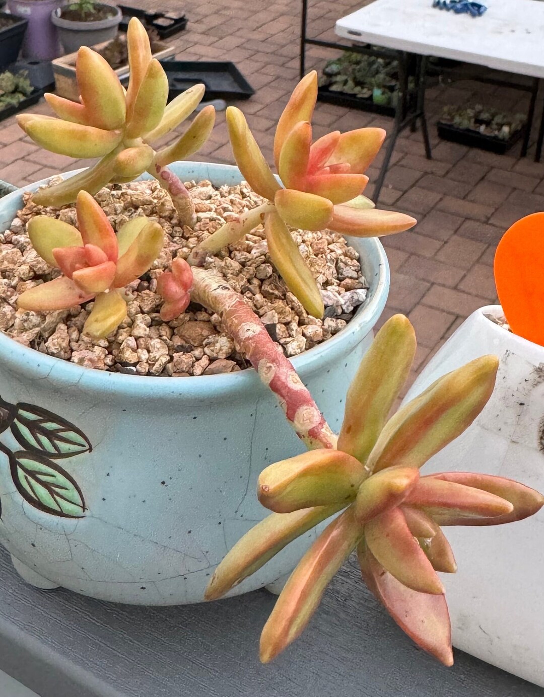 Multiple Firestorm Sedum Cluster Orange Live Plant Succulent - Etsy