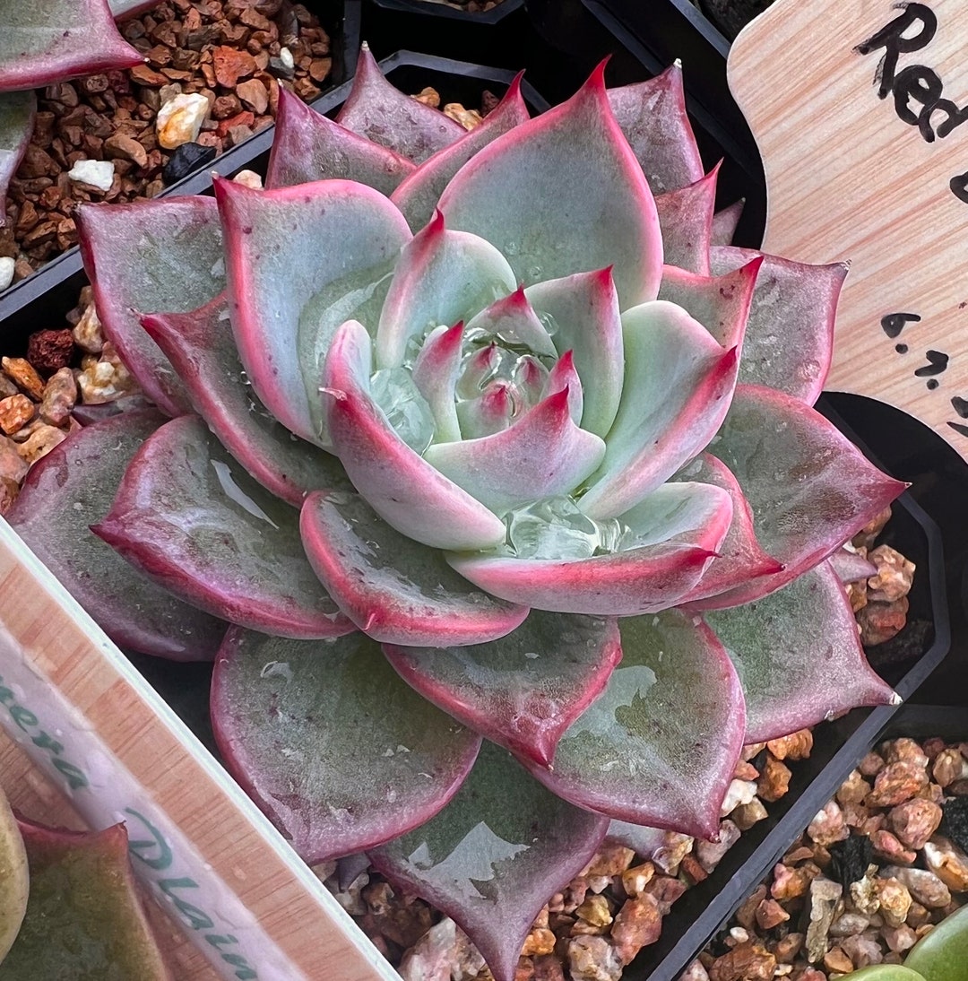 Succulent Imported From Korea Echeveria red Dragon Rare Live Succulent ...