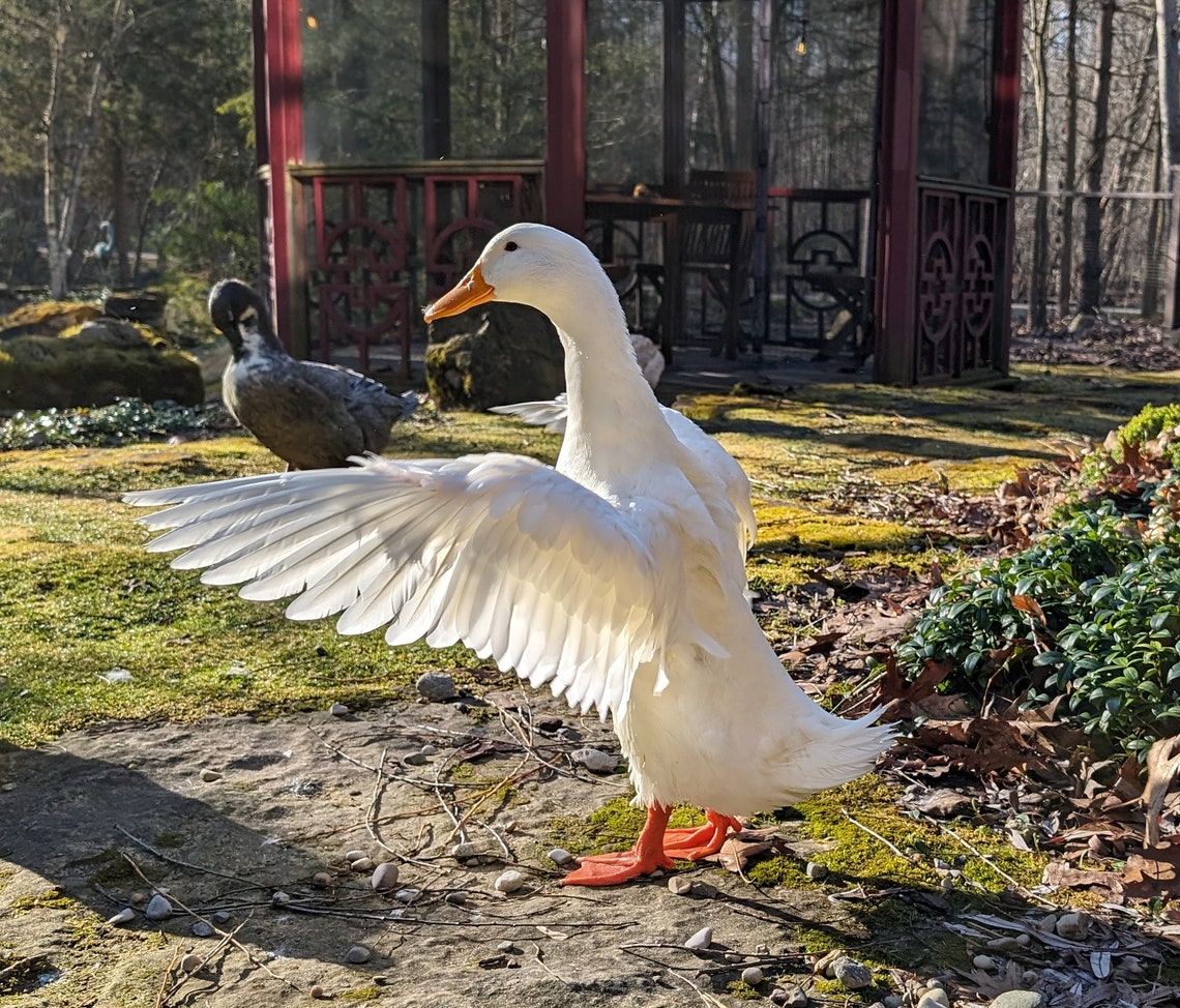 Disco Duck Greetings Postcard Block Print - Etsy