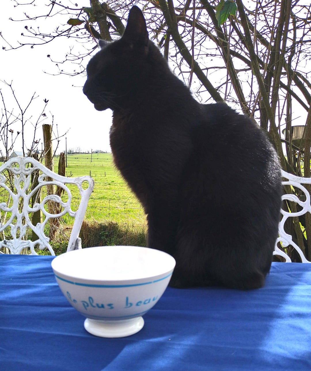 Bol "the Most Beautiful". Humorous Café Au Lait or Pet Bowl, With ...