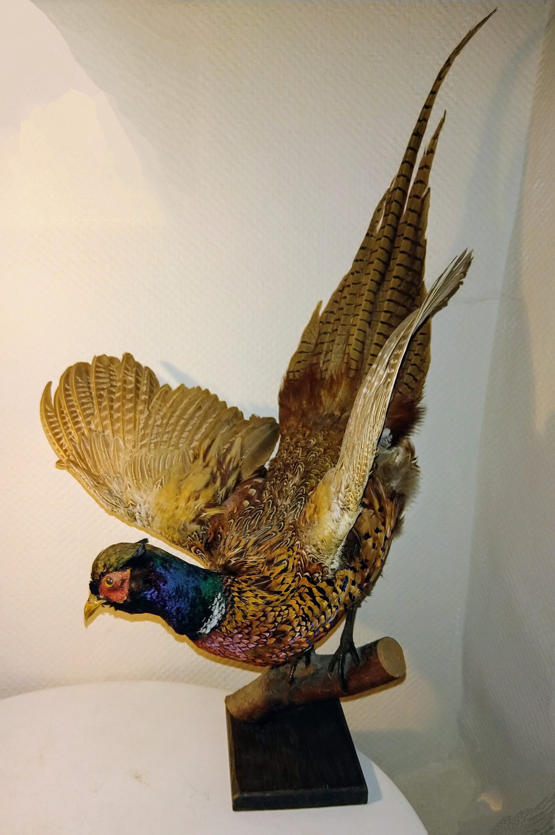 Real Ring-necked Pheasant, Stuffed Animal Specimen, France Mid-1900s ...