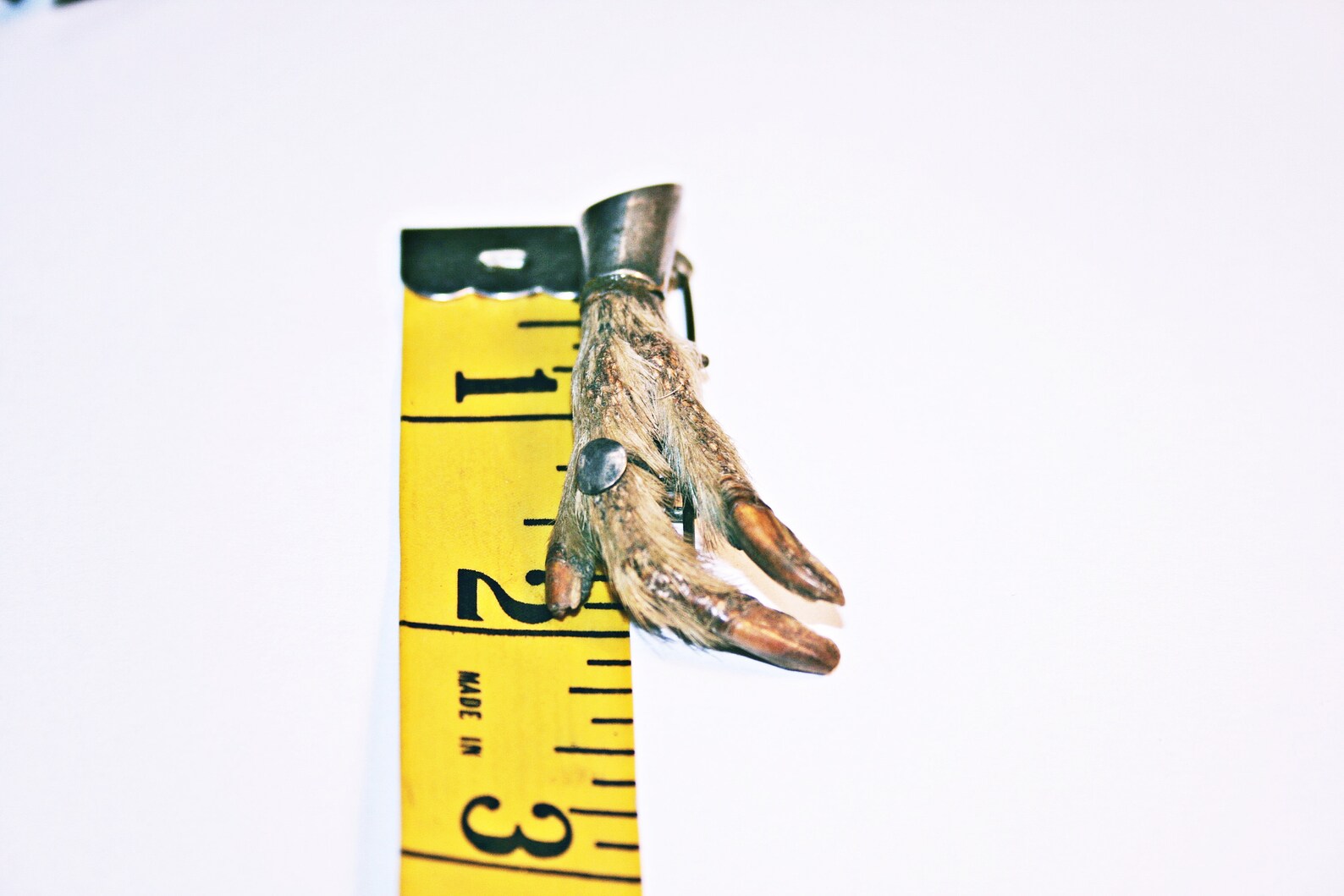 Antique Scottish Grouse Claw Kilt Pin - Etsy