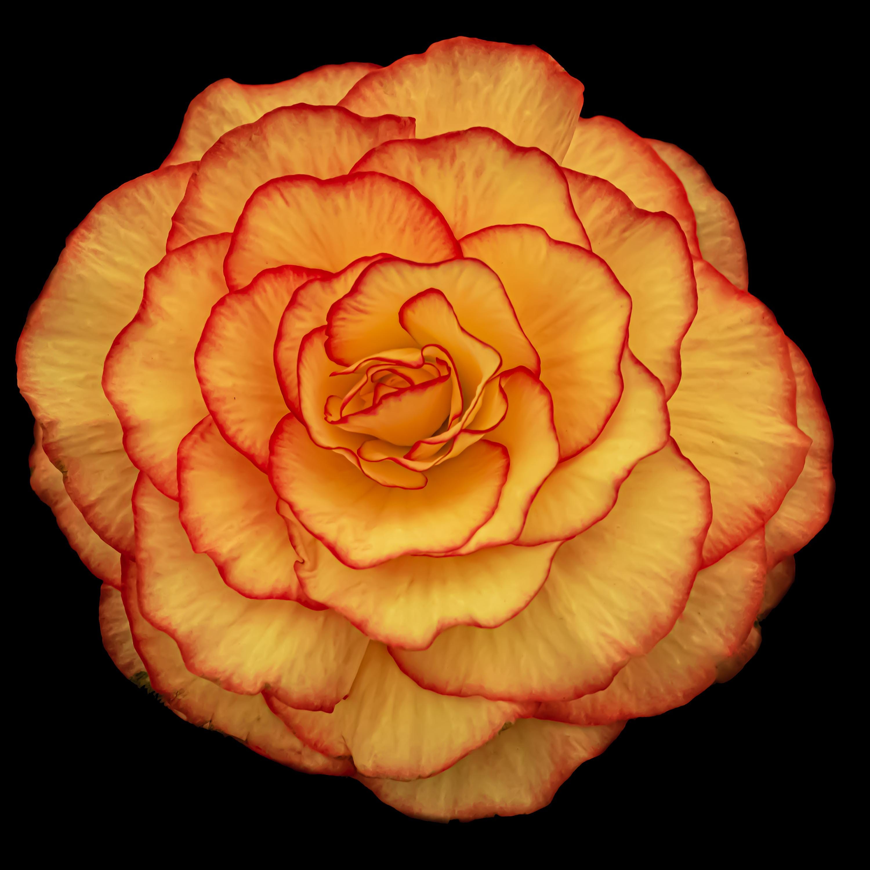 Red Outline Flower Digital Download, Printable Wall Art, Home Decor ...