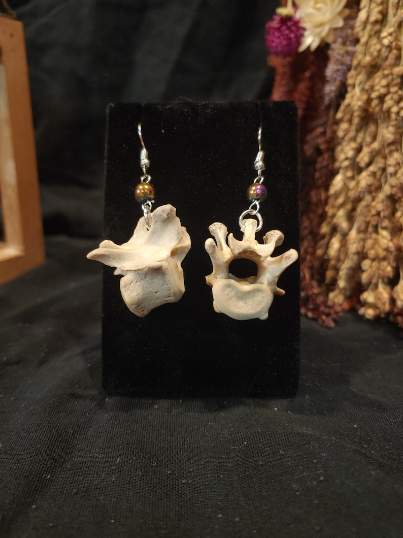 Raccoon Vertebrae Earrings Real Animal Bone Earrings Gothic Jewelry ...