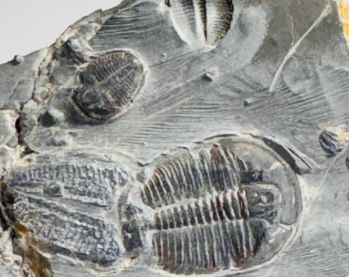 Complete Trilobite Fossils in Utah Shale | YOU PICK Fossil Decor, Utah ...
