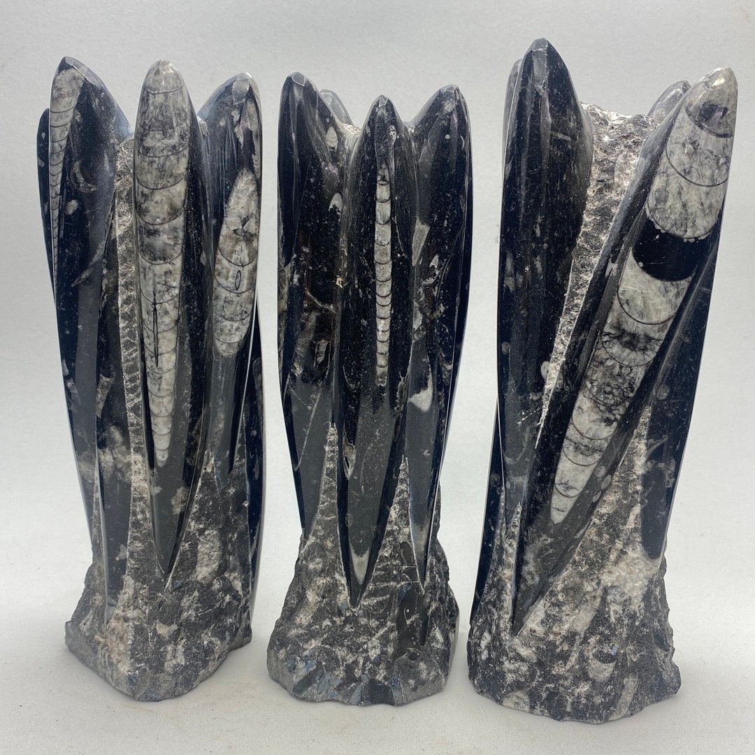 Orthoceras Fossil Tower | Cephalopod Fossil Carving, 7-9 Inch - Etsy