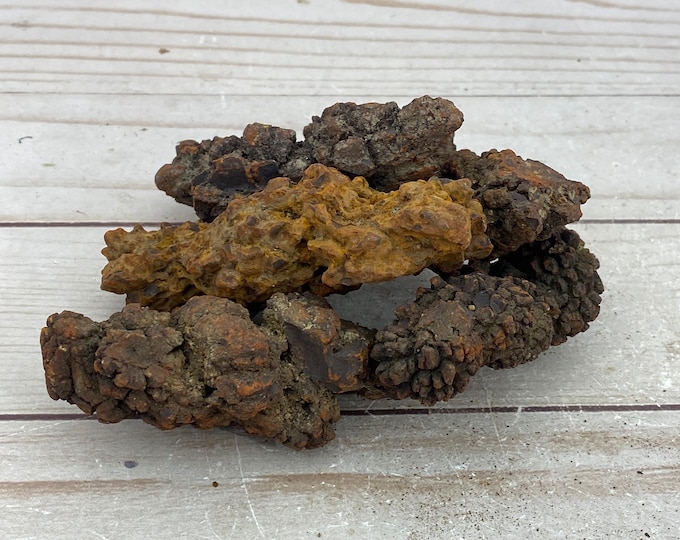 Coprolite, Dinosaur Fossil | Dinosaur Poo, Fossilized Feces, Dino ...