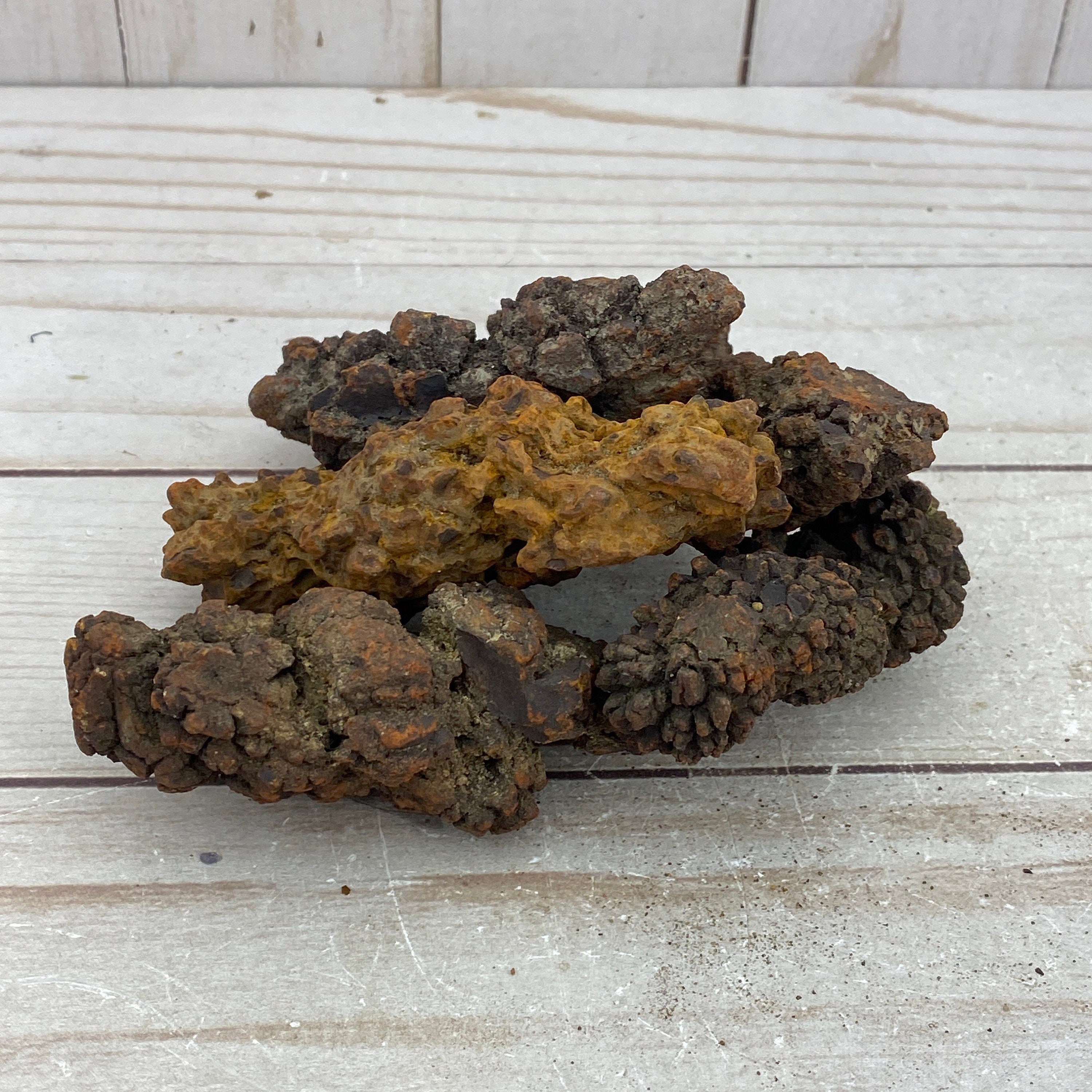 Fossilized Dinosaur Dung