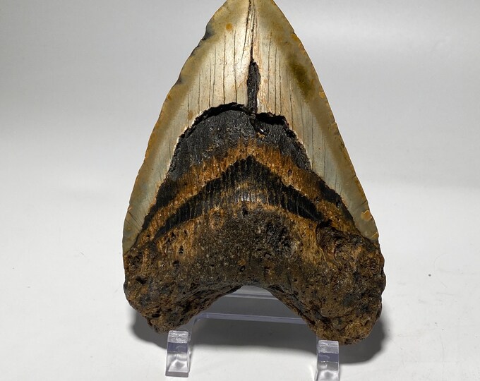 Real Whole Megalodon Tooth, 4.5 Inches Long Fossil Shark Tooth ...