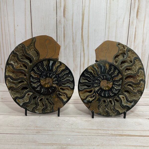 Ammonite Display Stand - Etsy