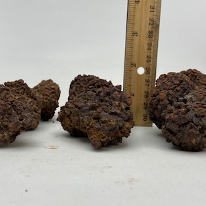 Large Coprolite, Dinosaur Fossil Dinosaur Poo, Fossilized Feces, Dino ...