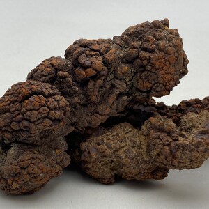 Large Coprolite, Dinosaur Fossil Dinosaur Poo, Fossilized Feces, Dino ...