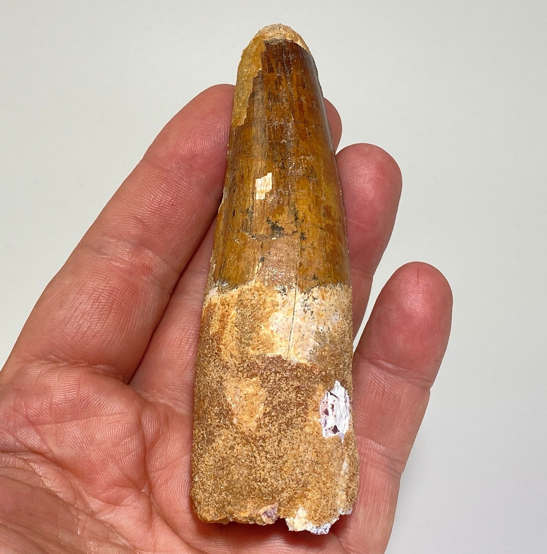 Spinosaurus Tooth | 4 Inches Long, Fossil Tooth, Dinosaur Fossil ...
