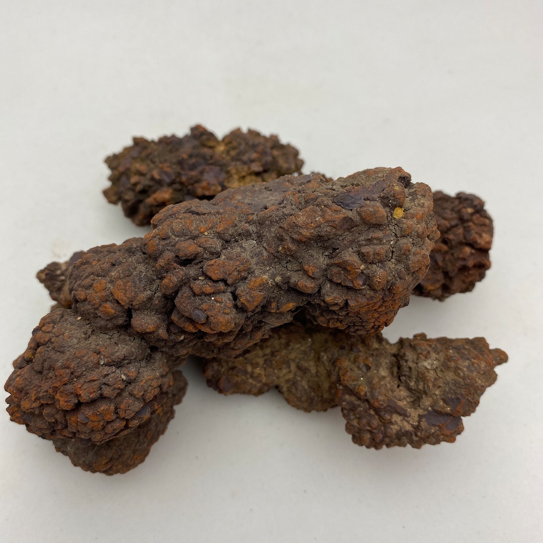 Large Coprolite, Dinosaur Fossil Dinosaur Poo, Fossilized Feces, Dino ...