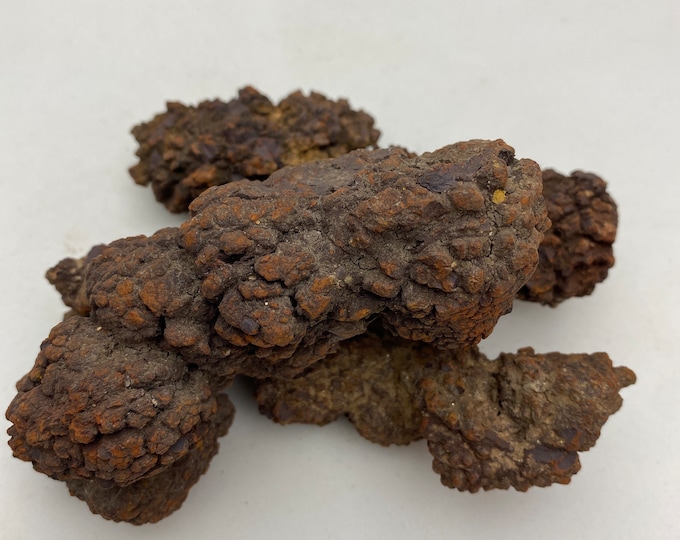 Large Coprolite, Dinosaur Fossil Dinosaur Poo, Fossilized Feces, Dino ...