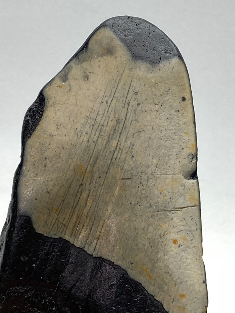 Real Fossil Megalodon Tooth 4.75 Inches Long Fossil Shark - Etsy