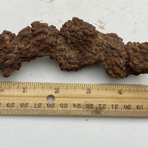 Large Coprolite, Dinosaur Fossil Dinosaur Poo, Fossilized Feces, Dino ...