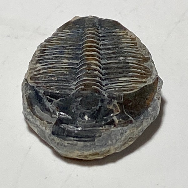 Trilobite Fossil - Etsy