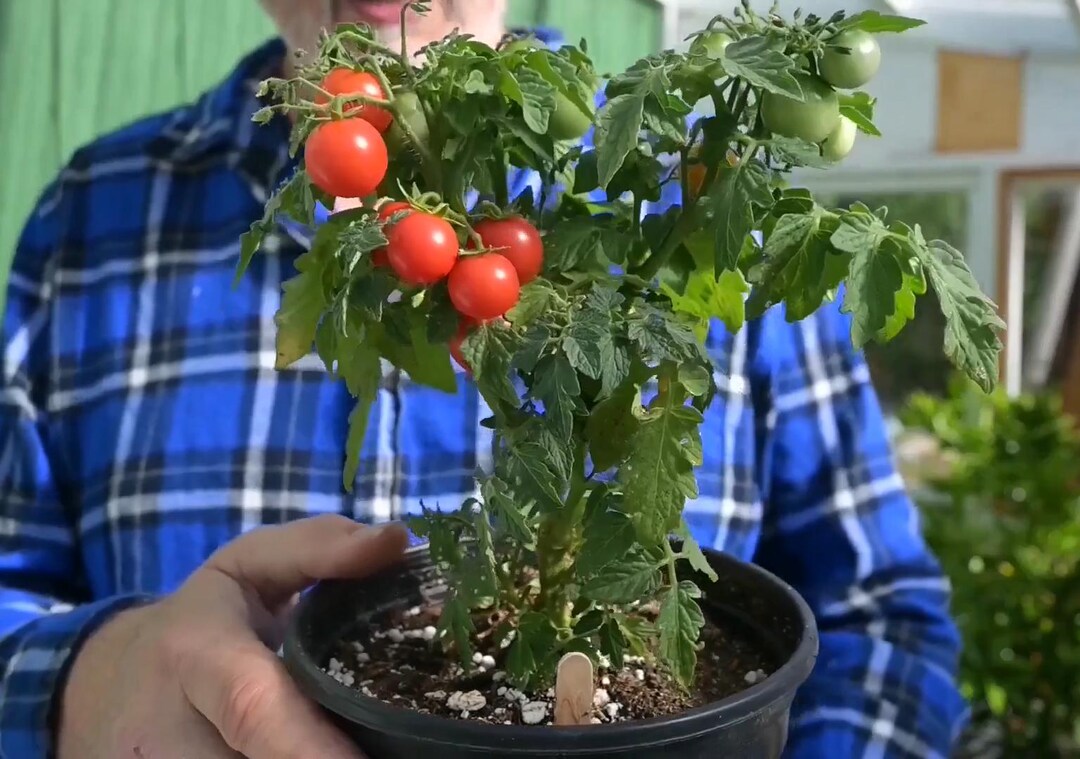 Red Robin Tomato - Etsy