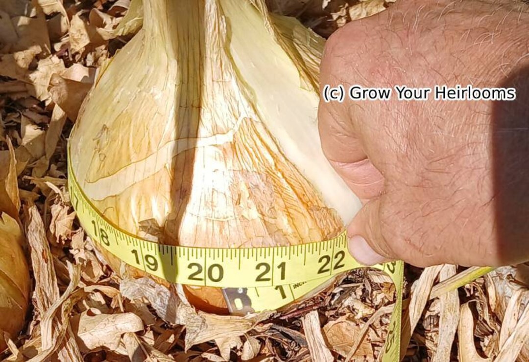 Kelsae Sweet Giant Onion Seeds - Etsy