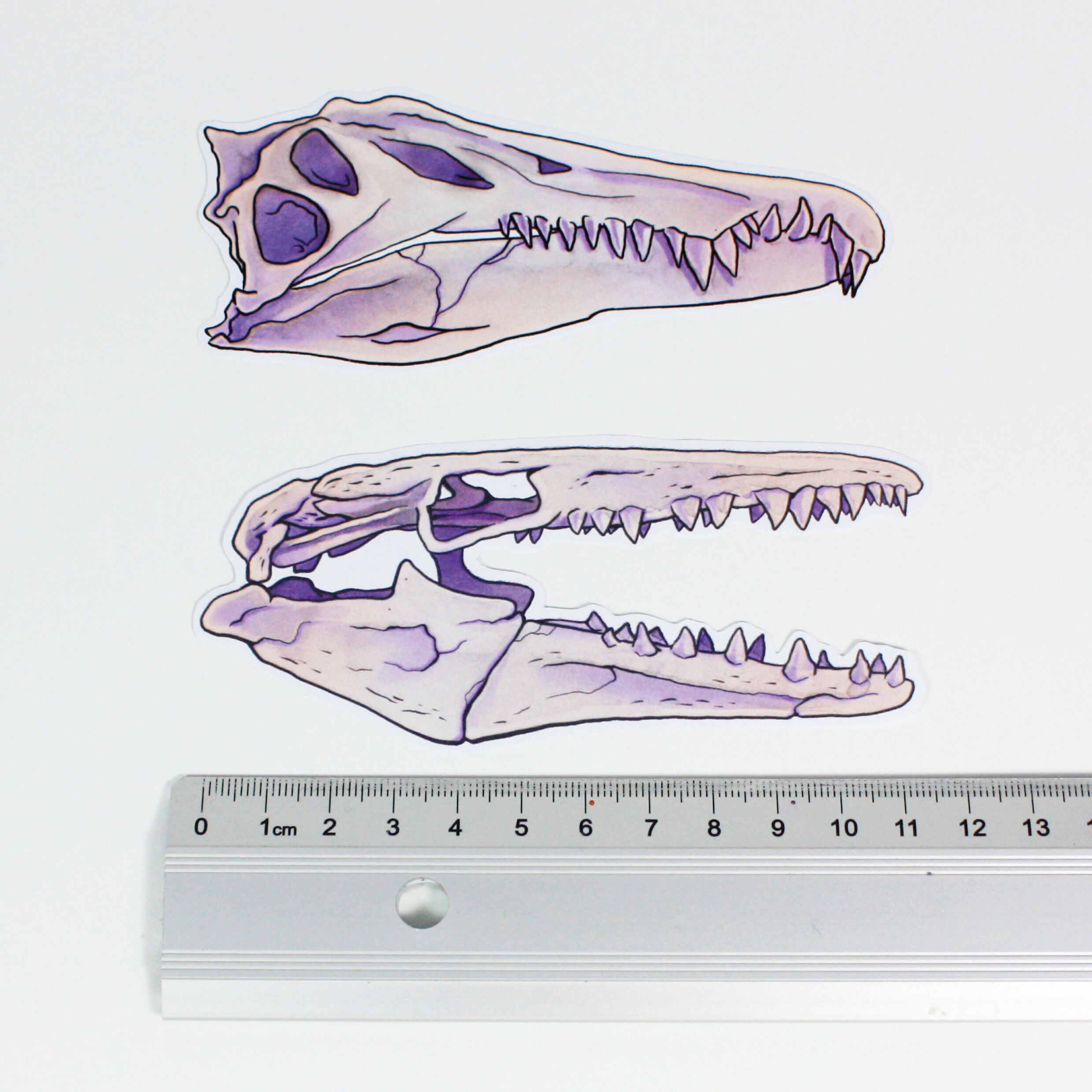 Dinosaur Skull Stickers (velociraptor, Dilophosaurus ...