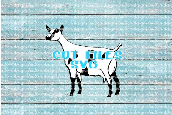 Nigerian Dwarf Doe 1 Dairy Show Goat Files for COMMERCIAL | Etsy