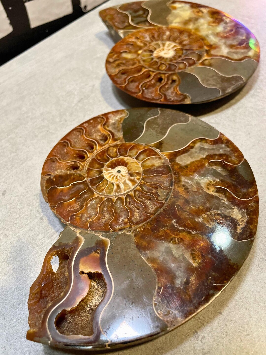 Ammonite Slice Pair Fossil Shell UV Reactive Decor Stunning 4 Ammonite ...