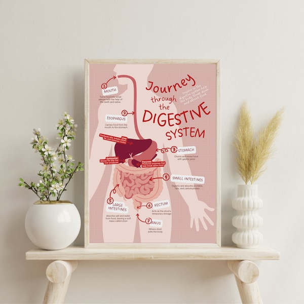 Digestive System Poster - Etsy