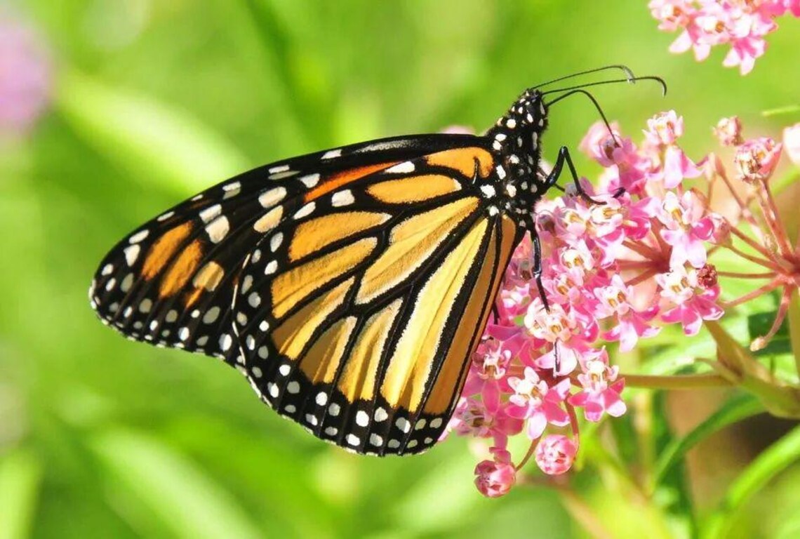 50+ Swamp Milkweed Seeds, Asclepias Incarnata, Cold-stratified for ...