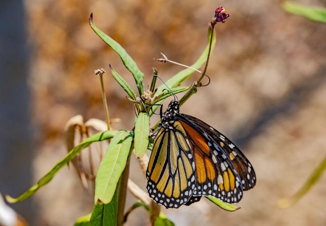 50+ Swamp Milkweed Seeds, Asclepias Incarnata, Cold-stratified for ...