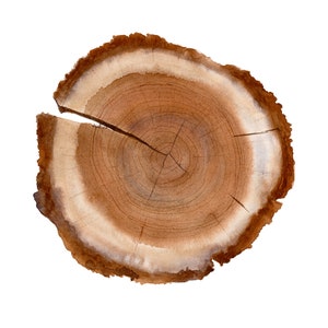 Tree Ring Printable Wall Art Set of 4, Tree Stump Instant Digital Print ...