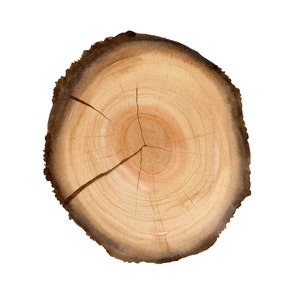 Tree Ring Printable Wall Art, Tree Stump Instant Digital Print Download ...