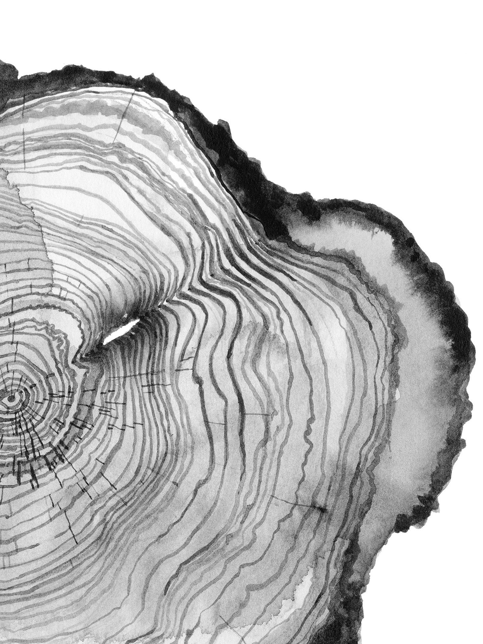 Tree Ring Printable Wall Art Set of 2 Tree Stump Instant - Etsy