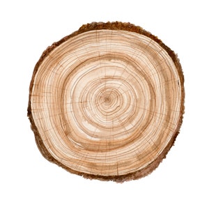 Tree Ring Printable Wall Art Set of 3, Tree Stump Instant Digital Print ...