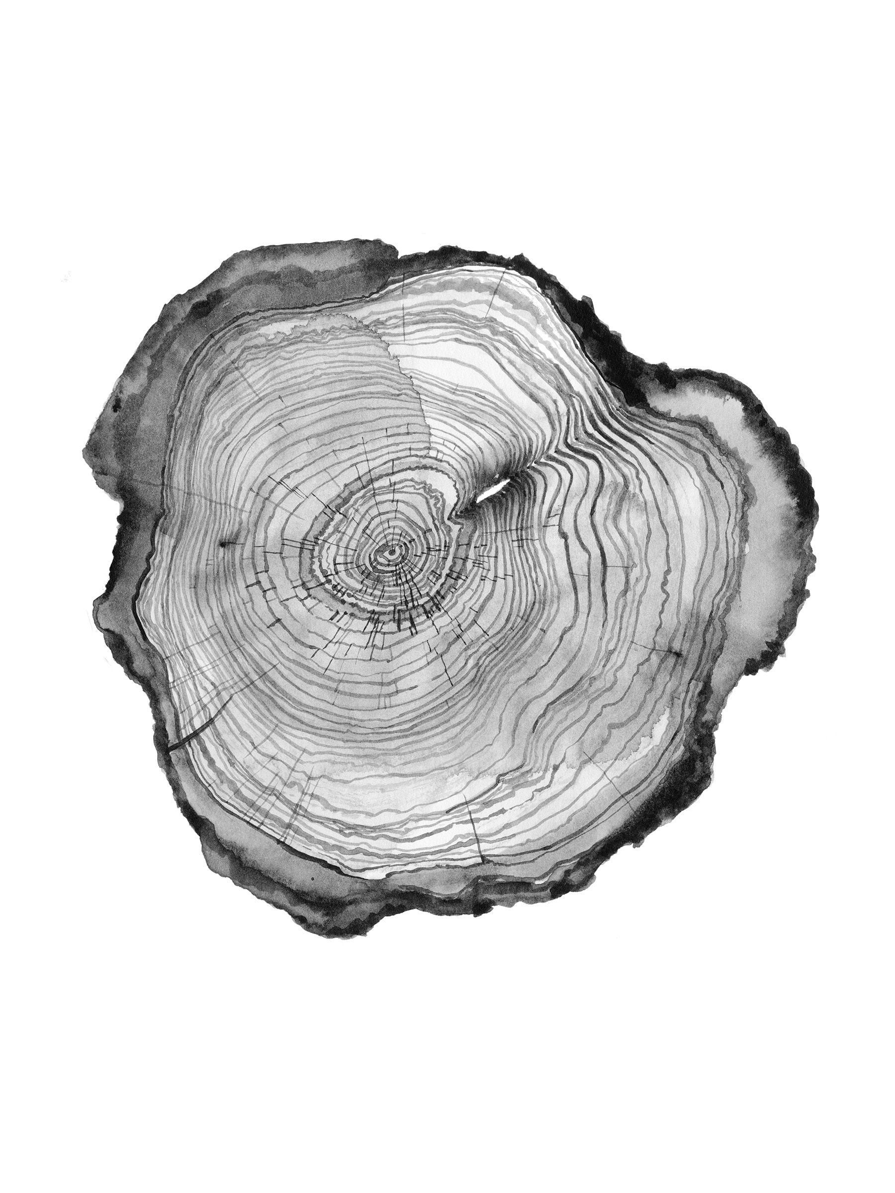 Tree Ring Drawing