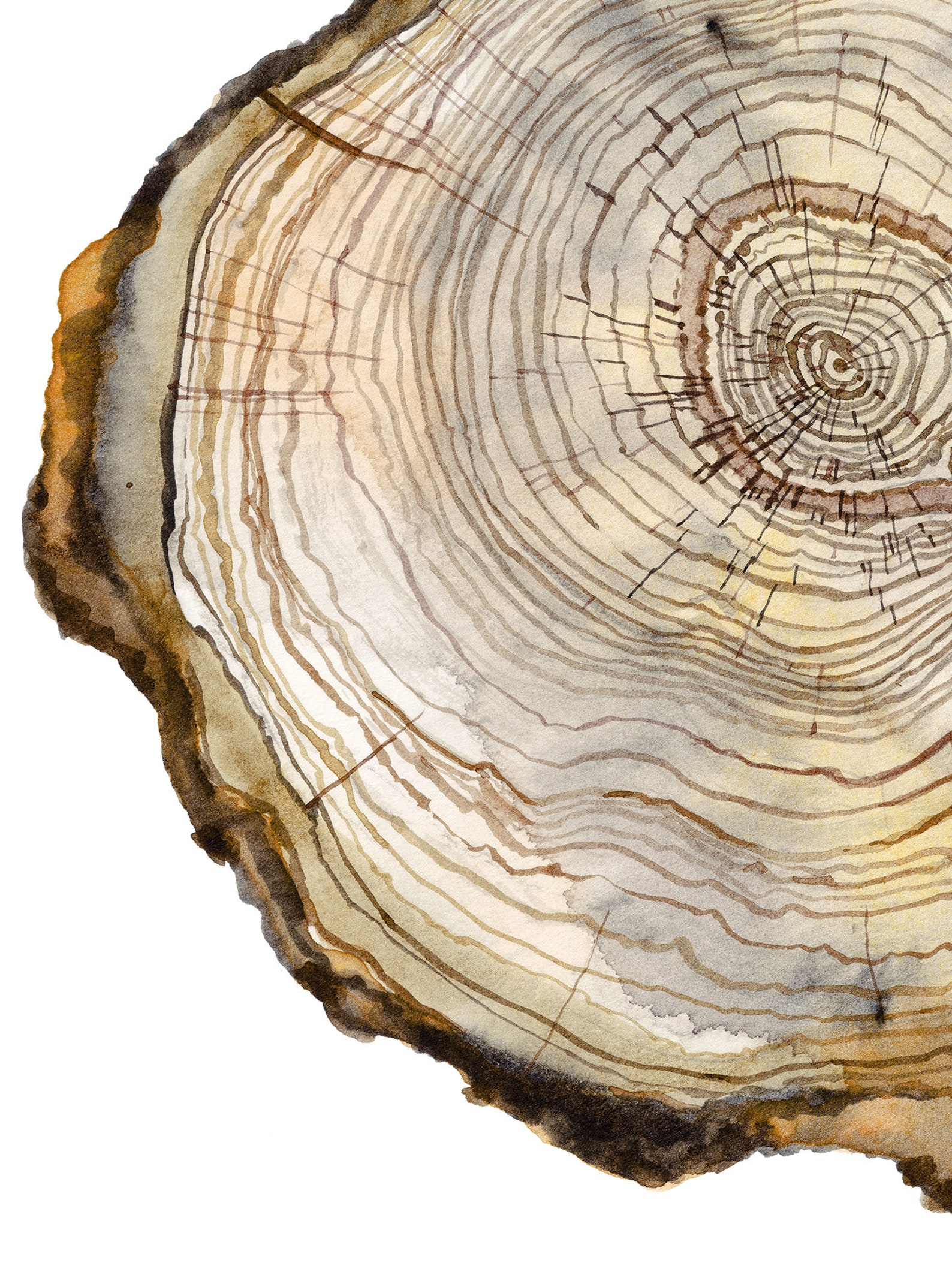 Tree Ring Printable Wall Art Set of 2 Tree Stump Instant | Etsy Canada